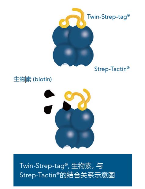 Strep tag亲和标签 助您快速攻略蛋白质研究