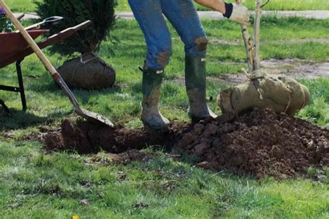 How Many Trees Should I Plant Per Acre Gardenia Organic