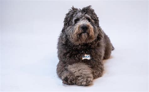 Chilango Conoce Mundo Huellitas® Y Adopta Un Michi O Un Lomito