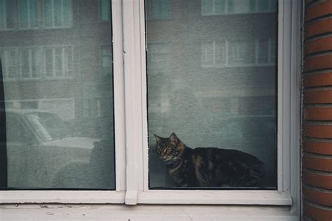 nestjs your angular window to server side programming by saad bin