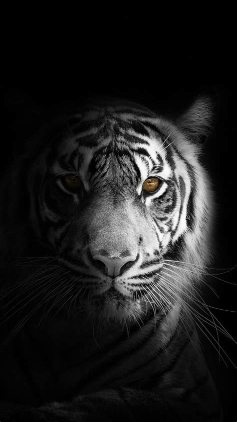 Download Caption Majestic Tiger In All Black Background Wallpaper