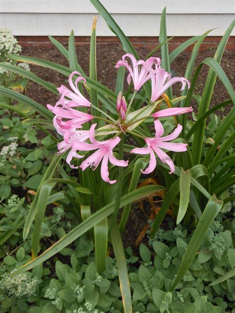 Nerine Flower