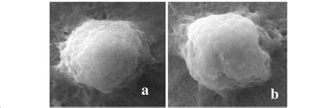 Microphotographs Showing Haemocytes Prohaemocyte A Normal