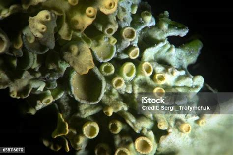 미세한 이끼 Lichenes 조류 나 박테리아와 곰 팡이의 공생 Crustose 이끼와 Foliose 이끼입니다 현미경에 의해 슈퍼 매크로 접사 0명에 대한 스톡 사진 및