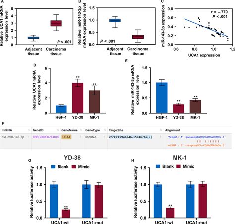 The Level Of Lncrna Uca1 Is Increased And That Of Mir‐143‐3p Is Reduced