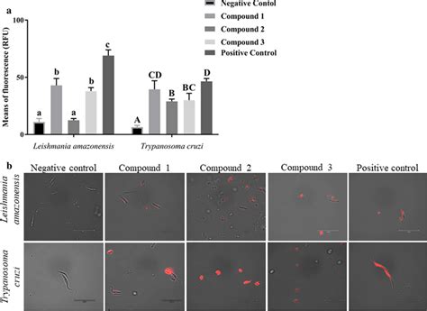 A Reactive Oxygen Species Accumulation Assay Bar Graph Represents