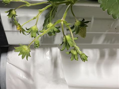 딸기 런너 모종 판매 Band