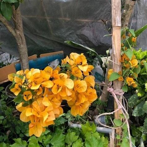 خرید و قیمت گیاه گل کاغذی رنگ بندی ساقه بلند و پایه کوتاه ترب