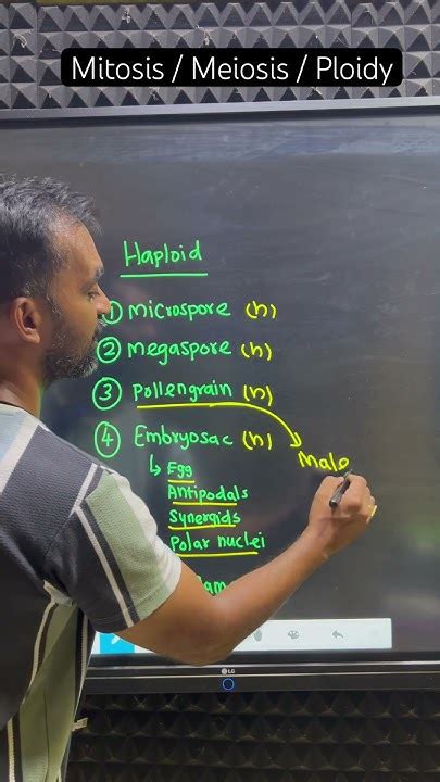 Mitosis Meiosis Ploidy Sexualreproductioninfloweringplantsclass12