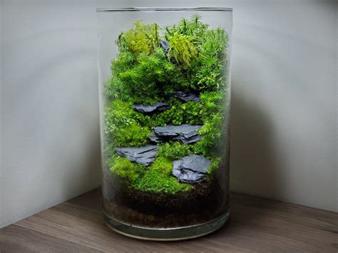 Moss Terrarium Artofit