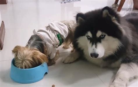 蝴蝶犬搶了二哈的食物本以為會打起來結果二哈表情亮了 每日頭條