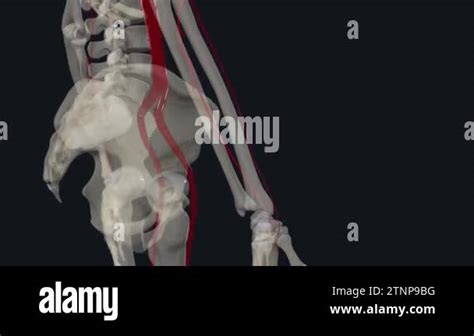 The Ulnar Artery Is A Blood Vessel In Your Arm Stock Video Footage Alamy