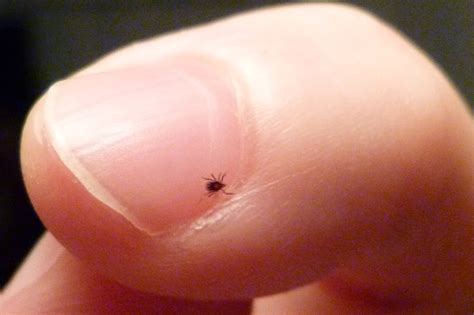 Disease Carrying Deer Tick Nymphs Are Looking For Their First Blood