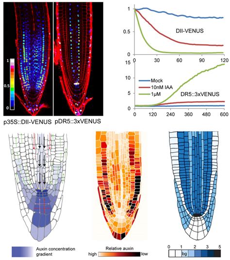 Dii Venus Responds Rapidly To Auxin And Reveals Auxin Distribution At