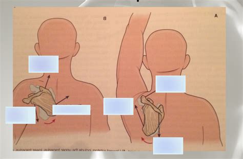 Scapular Rotation Force Couple Diagram Quizlet