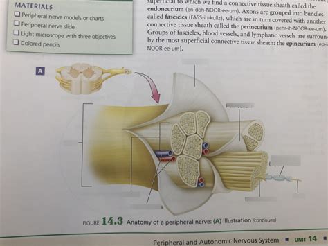 Peripheral Nerve Slide
