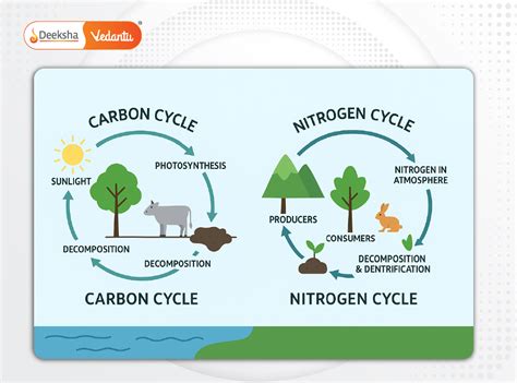 Everything About Ecosystems And Biodiversity Types Services And Importance