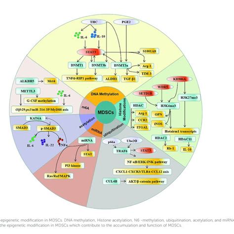 Relevance Of Rna Methylation To Cellular Processes Rna Methylation May Download Scientific
