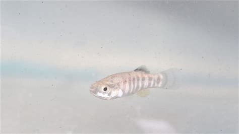 Endangered Fish Under Protection At Istanbul Aquarium