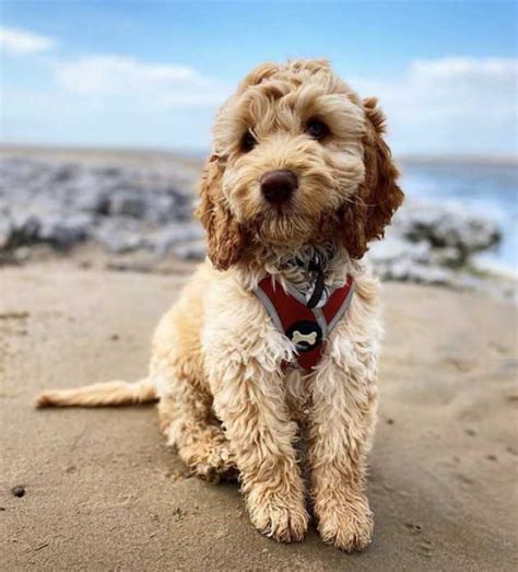 Creating A Cozy Cockapoo Knitting Pattern