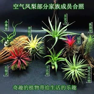 空气凤梨无土植物懒人植物室内净化空气吸甲醛桌面摆件盆景易养活 阿里巴巴