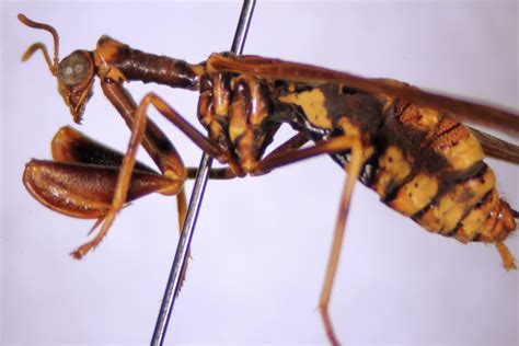 Neuroptera Unbc Biol 322 Entomology