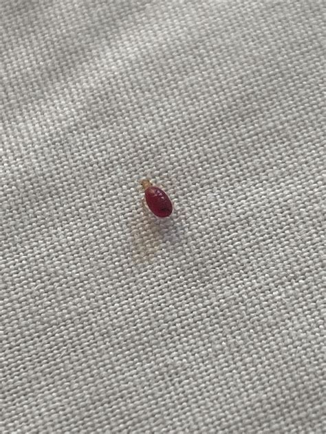 Is This A Bed Bug In My Airbnb R Bedbugs