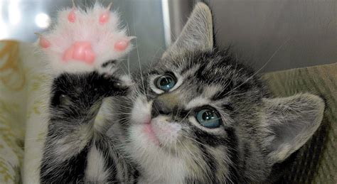 Video Supercut Of Cats Giving High Fives Sick Chirpse