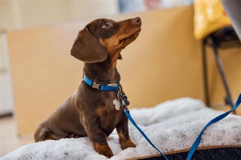 Puppy Training Classes By Certified Trainers Puppy School Uk