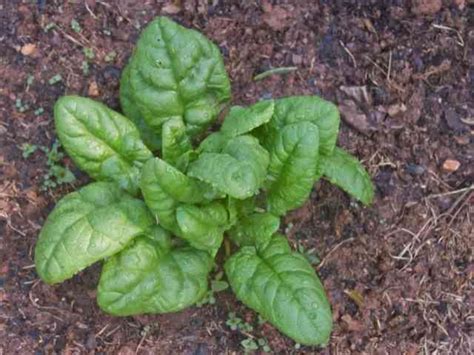 What Does A Spinach Plant Look Like Home Garden Vegetables