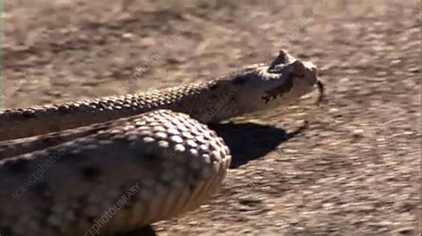 Sidewinder Snake Stock Video Clip K0027626 Science Photo Library