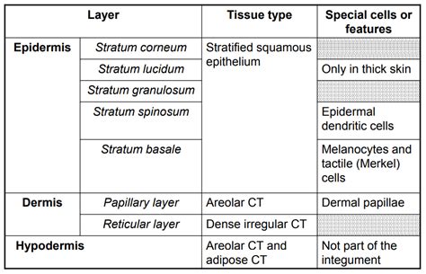 Chapter 4 Integumentary System Diagram Quizlet