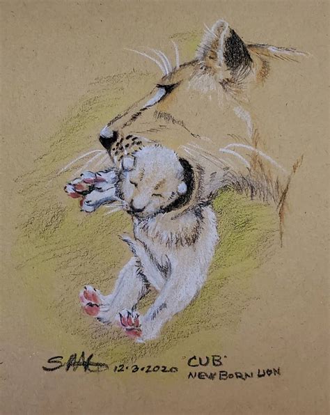 Cub Drawings Inspiration Sketch A Day