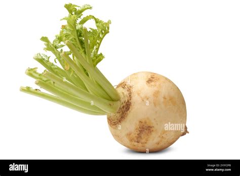 Radish Root Vegetable With Round Bulb And Cluster Of Green Leaves Sprouting From Top Isolated