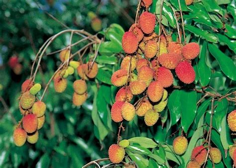 植物王国系列阔叶林阔叶树三 搜狐大视野 搜狐新闻