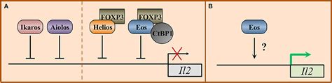 Frontiers Ikaros Zinc Finger Transcription Factors Regulators Of