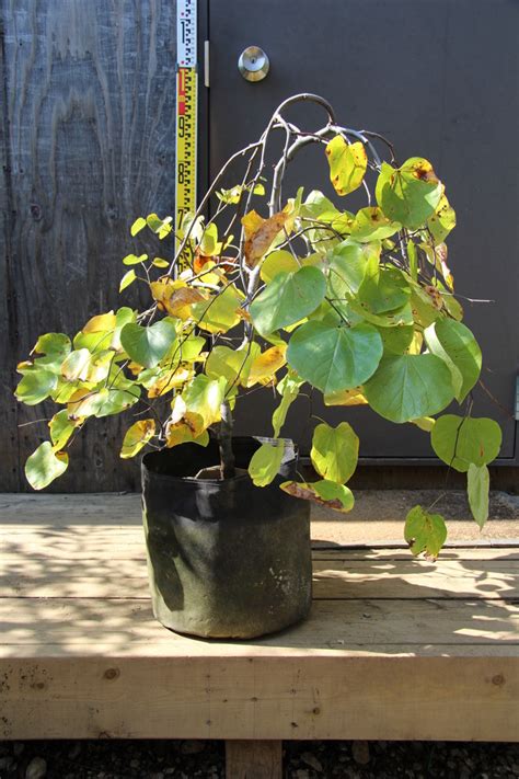 アメリカハナズオウ トラベラー 枝垂れ 新樹種 販売 画像 写真 価格 値段 庭木 安行 植木 お問い合わせ商品 田中園 SHOP