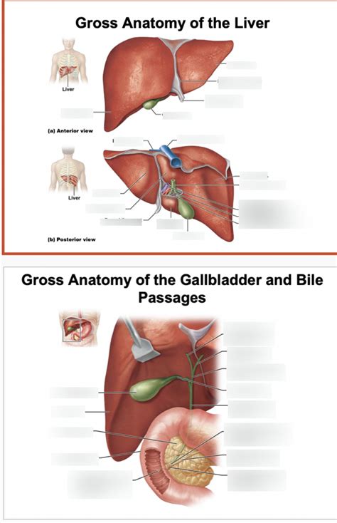Liver Gallbladder Bile Passages Tissues Too Diagram Quizlet
