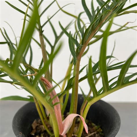 フィロデンドロントータム 4号鉢植え24 01 の通販 園芸ネット