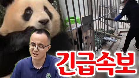 Sbs Tv 푸바오 생방송 사고 사육사가 푸바오를 학대하는 모습이 우연히 녹화되어 논란 쉬샹은 고개를 숙이고 수백만명의 팬들에게 속죄하기 위해 사임하겠습니다