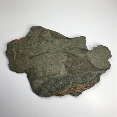 Fossil Archaeopteris Leaf Was It A Tree Past And Present Science And