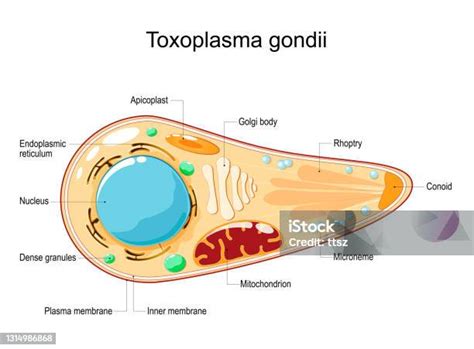 Plasmodium Cell Structure