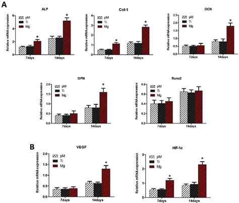 A Relative Mrna Expression Of Osteogenesis Related Genes Alp Col 1