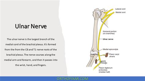 Ulnar Nerve Anatomy And Function Orthofixar