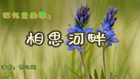 相思河畔 记忆里的歌，演唱：梦之旅 Youtube