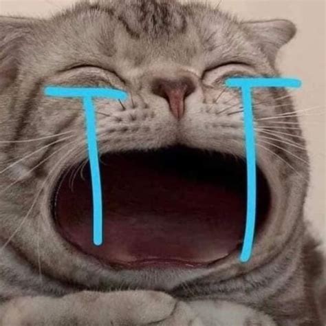 Khám Phá Sức Hút Của Meme Khóc Hài Khiến Bạn Cười Ra Nước Mắt Hành Trình Delta