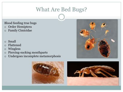 PPT Bed Bugs From History To Control Strategies PowerPoint Presentation ID 8897303