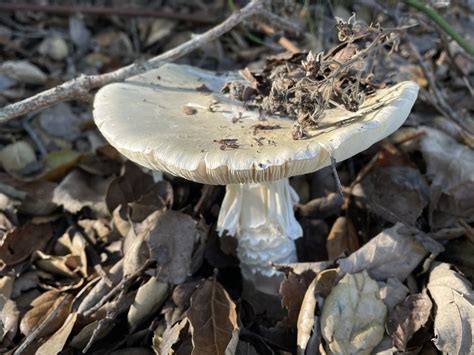 The Sex Lives Of Death Cap Mushrooms Bay Nature Rmycology