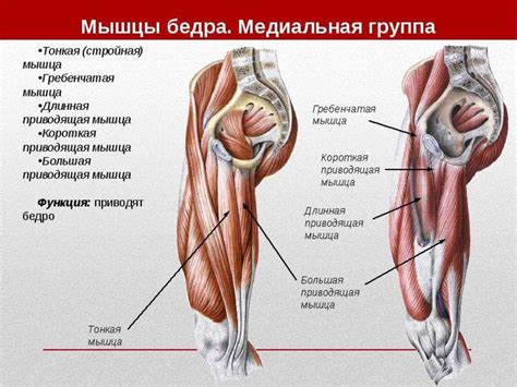Топографическая анатомия нижней конечности - презентация онлайн