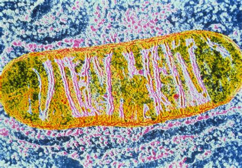 Mitochondria Electron Microscope Color
